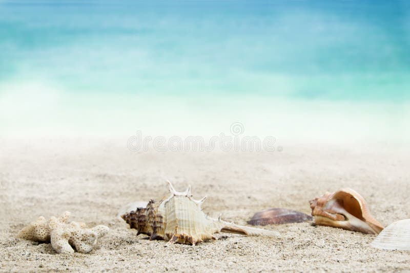 Sea shell on a sandy beach stock image. Image of shells - 36606913