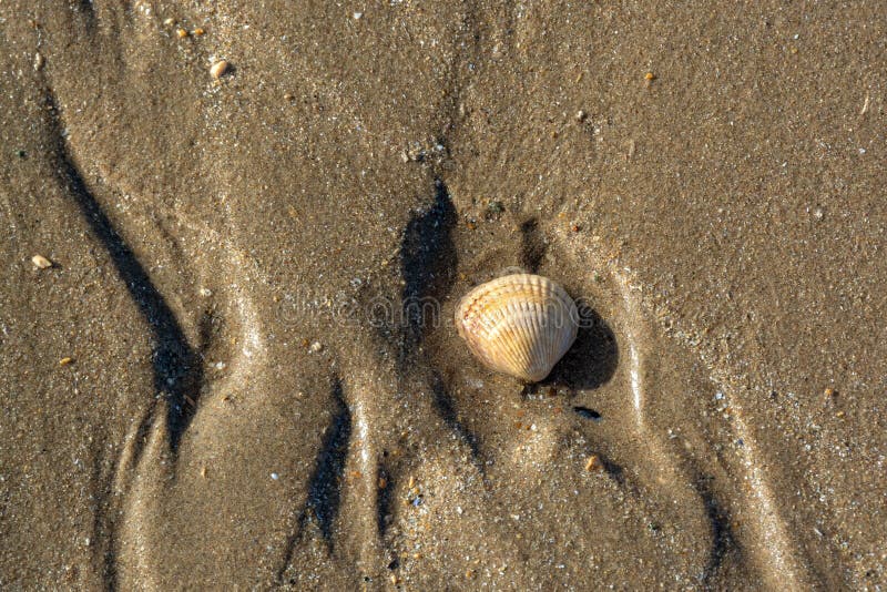 A Shell on Sandy Beach at Low Tide - 1 Stock Photo - Image of sunny ...
