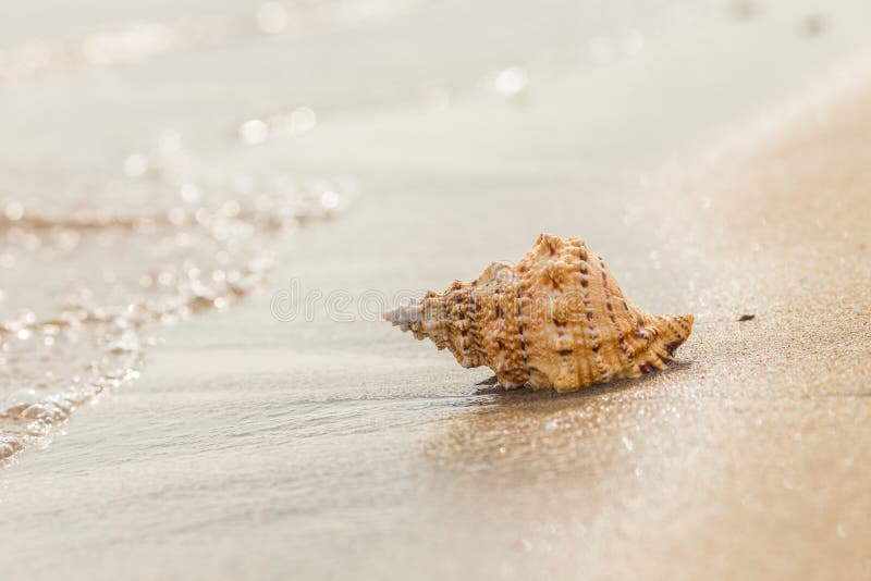 Shell on a sandy beach. stock image. Image of shine, coastline - 39880763