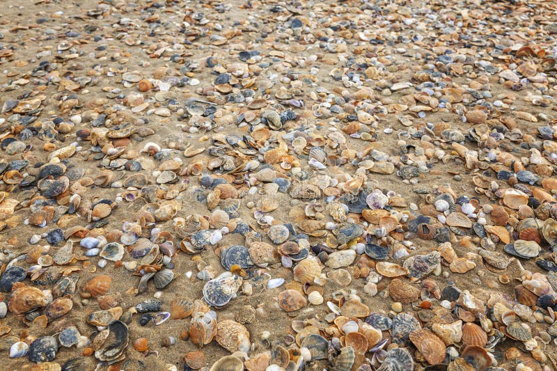 Shell-sandy Seashore. Lots of Discarded Shellfish. Background Stock ...
