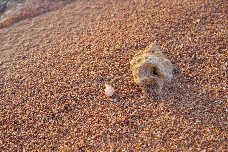 A Shell on the Sandy Shore of the Red Sea. Stock Photo - Image of ...