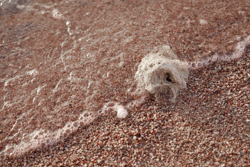 A Shell on the Sandy Shore of the Red Sea. Stock Photo - Image of ...