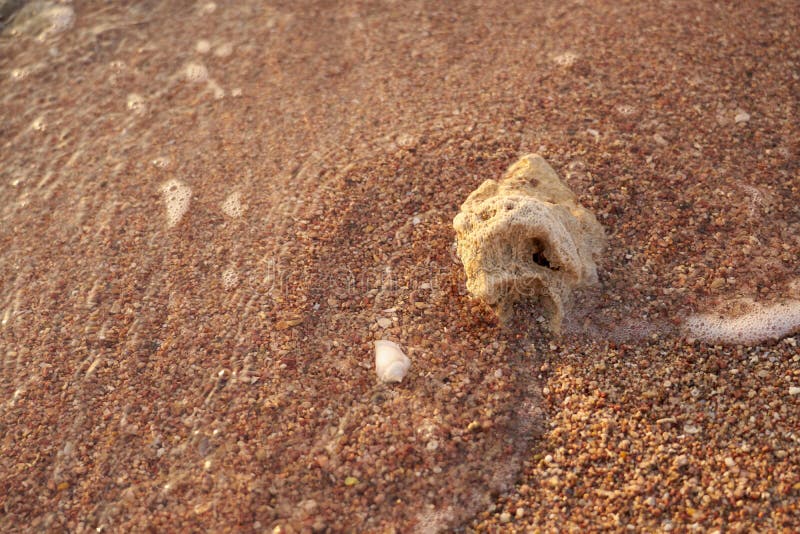 A Shell on the Sandy Shore of the Red Sea. Stock Photo - Image of ...