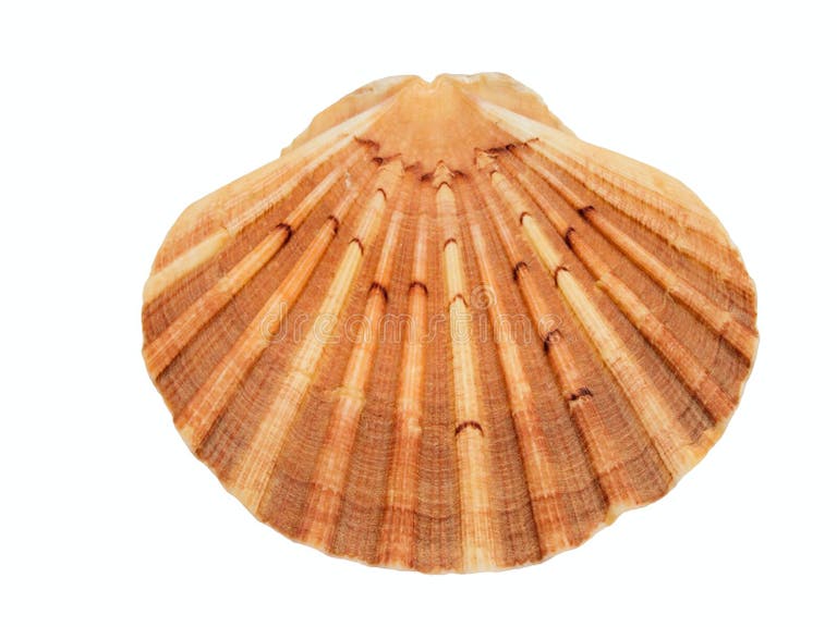Shell of the Scallop (Pecten Meridionalis) on White Background Stock ...