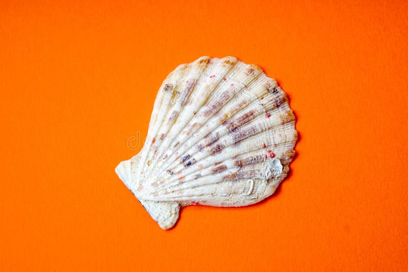 The Shell of the Scallop or Pilgrim MusselPecten Maximus Stock Photo ...