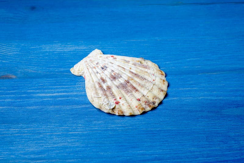 The Shell of the Scallop or Pilgrim MusselPecten Maximus Stock Image ...