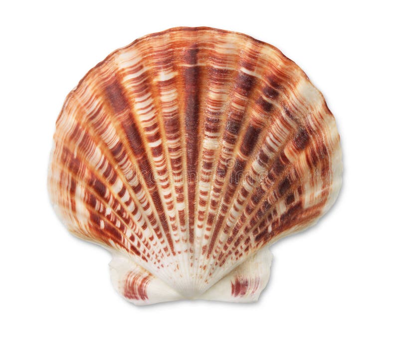 Conch shell, top view stock image. Image of nature, seashell - 18198167