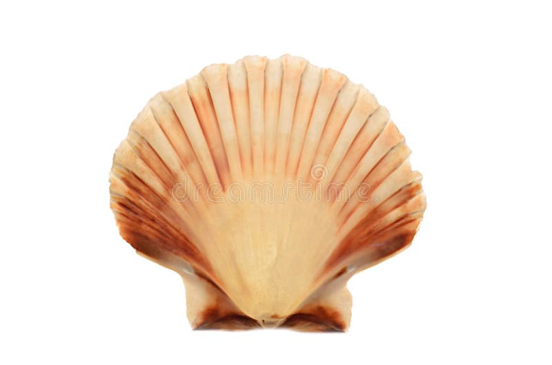 Radial Sea Shell Isolated stock image. Image of radial - 14164683