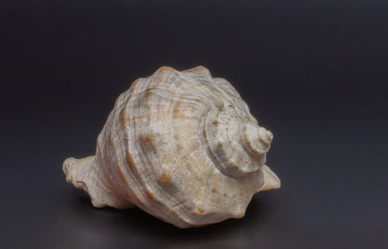 Shell stock image. Image of mollusk, animal, fresh, geometric - 153345405