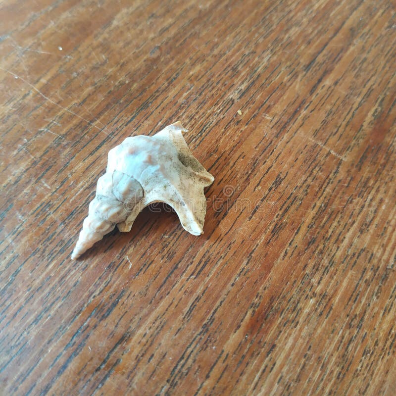 Shell from the sea stock image. Image of hand, flooring - 179519997