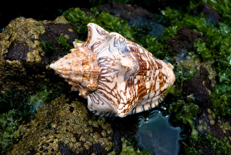Limpet stock image. Image of maritime, ocean, pattern - 1028827