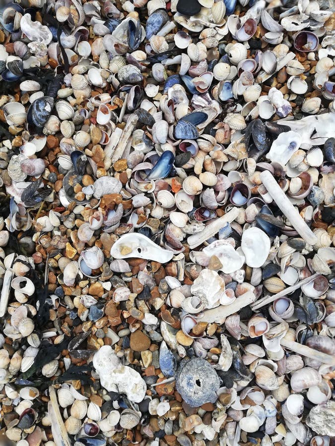Shell from the sea stock image. Image of grey, shell - 149504139