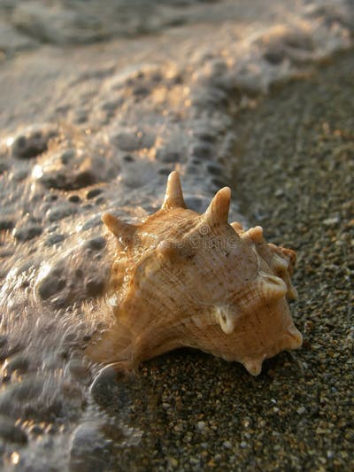 916 Calm Sunset Beach Beautiful Shell Sand Stock Photos - Free ...