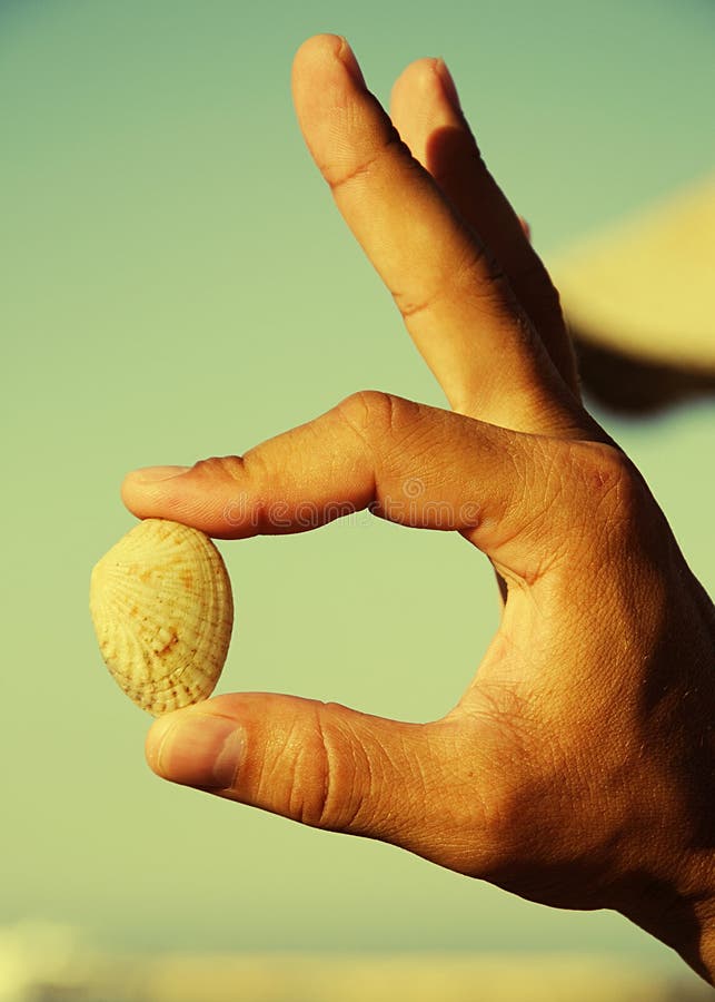 Shell stock photo. Image of relax, beach, finger, summer - 34535506