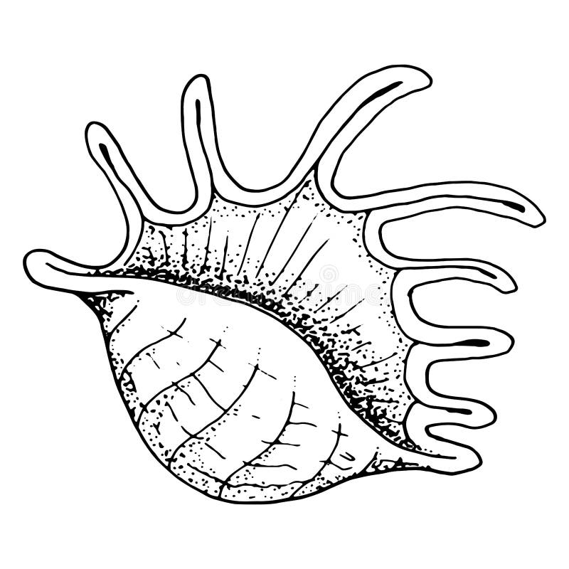 Sea shell sketch stock illustration. Illustration of drawing - 44318008