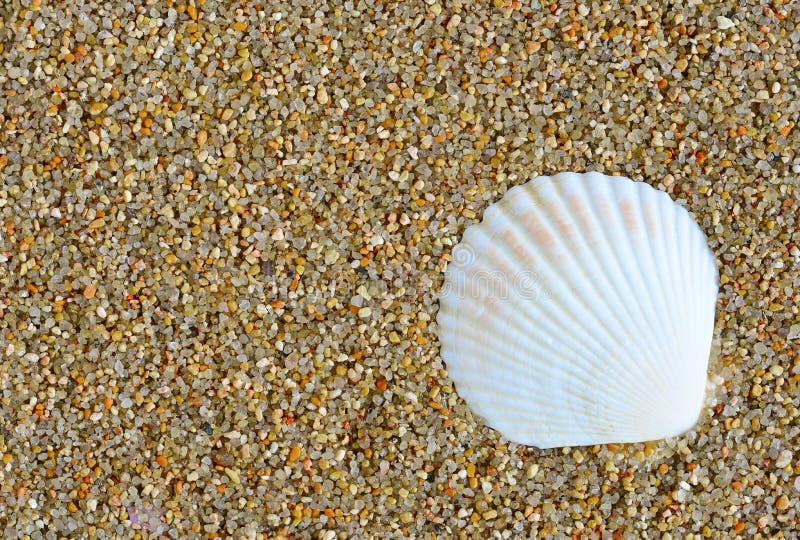 Shell stock photo. Image of marine, abalone, mollusk - 75331704