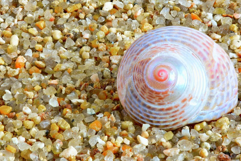 Shell stock image. Image of marine, abalone, organism - 75331875