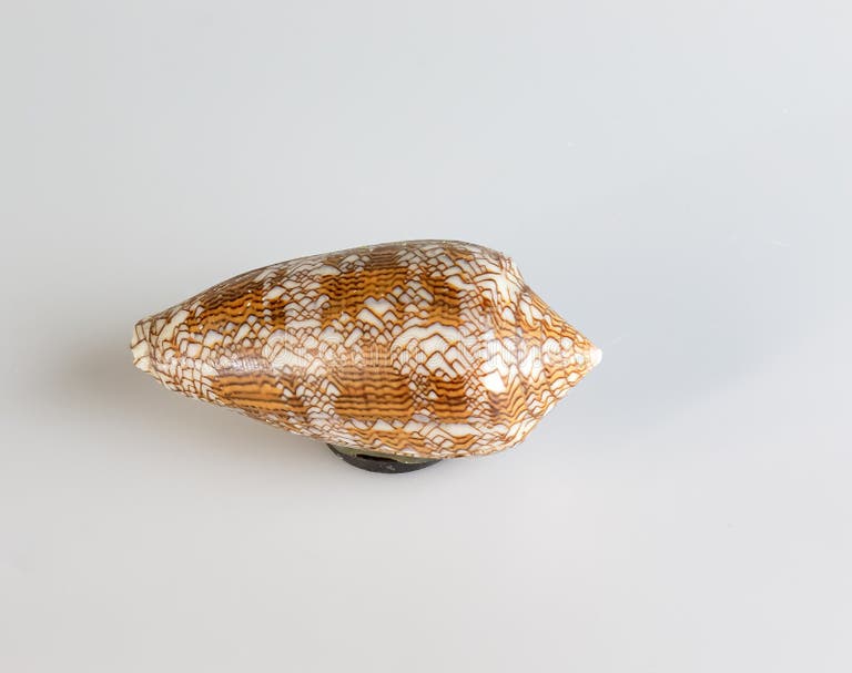The Shell of the Sea Mollusk Conus Textile on White Background Stock ...