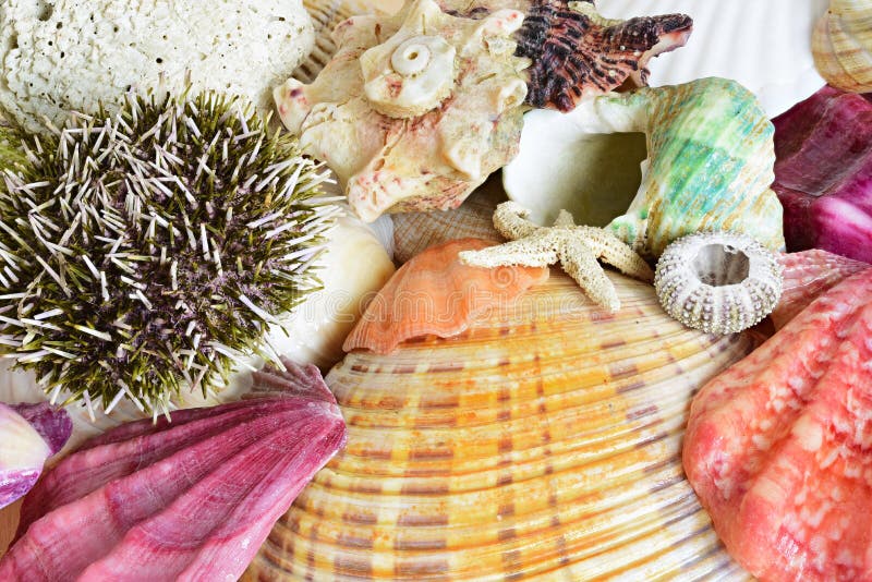 Shell stock image. Image of shellfish, ocean, marine - 77596851