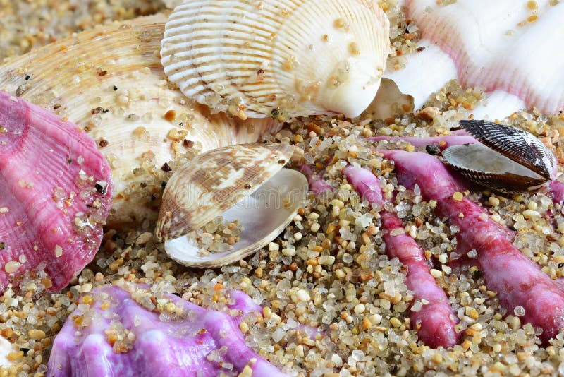 Shell stock image. Image of conch, mollusk, conchology - 77597339