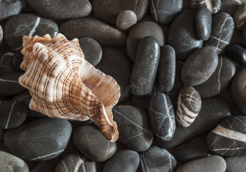 Shell with Sea Pebble Stones on Wet Beach Stock Photo - Image of beach ...