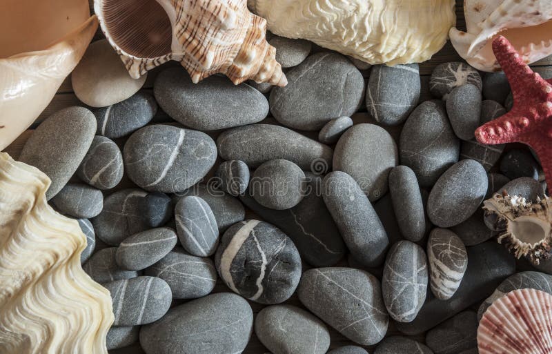 Shell with Sea Pebble Stones on Wet Beach Stock Image - Image of life ...