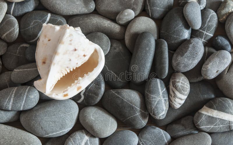 Shell with Sea Pebble Stones on Wet Beach Stock Photo - Image of place ...