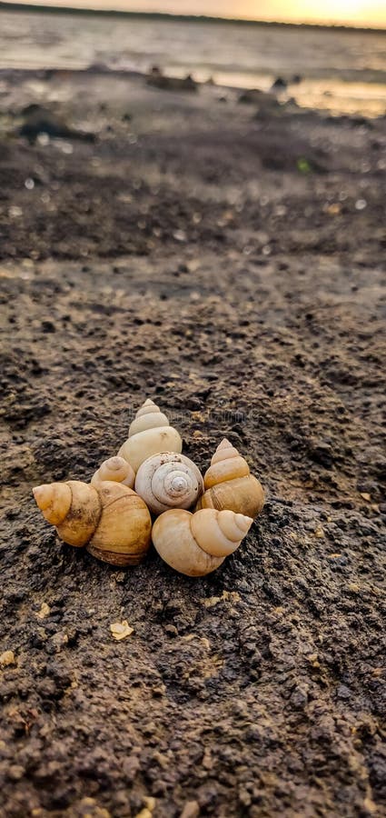 Shells stock image. Image of water, river, pond, shell - 164069783