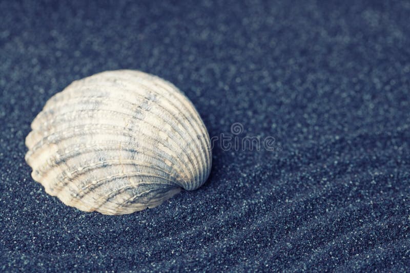 Shell from the Sea in a Relaxing Zen Garden with Black Sand Stock Image ...