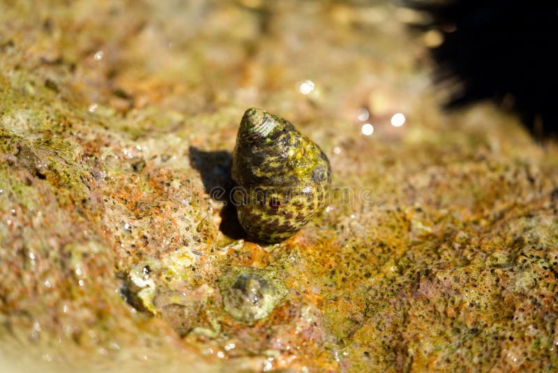 Shell on the sea rock stock photo. Image of rock, wild - 121501734