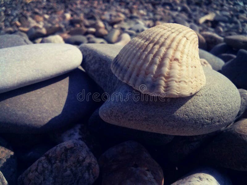 Shell stock image. Image of rocks, wallpaper, calm, peaceful - 67653363