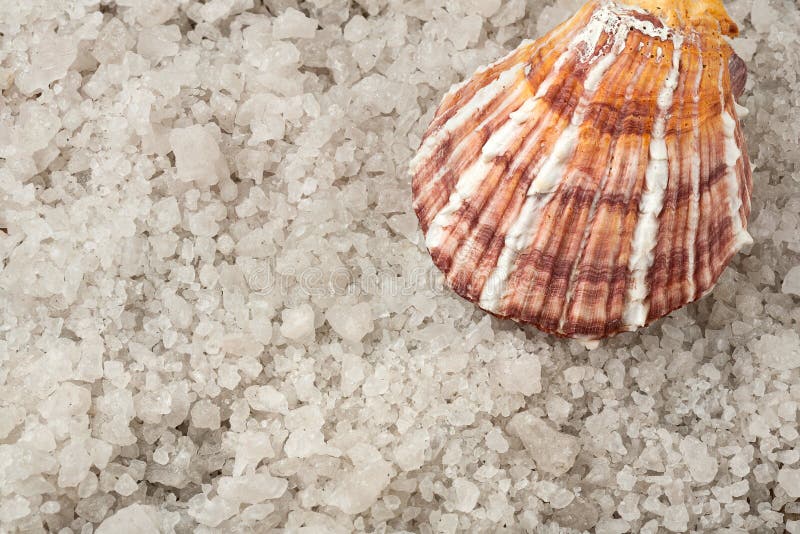 Shell and sea salt stock photo. Image of tropical, backgrounds - 74696562
