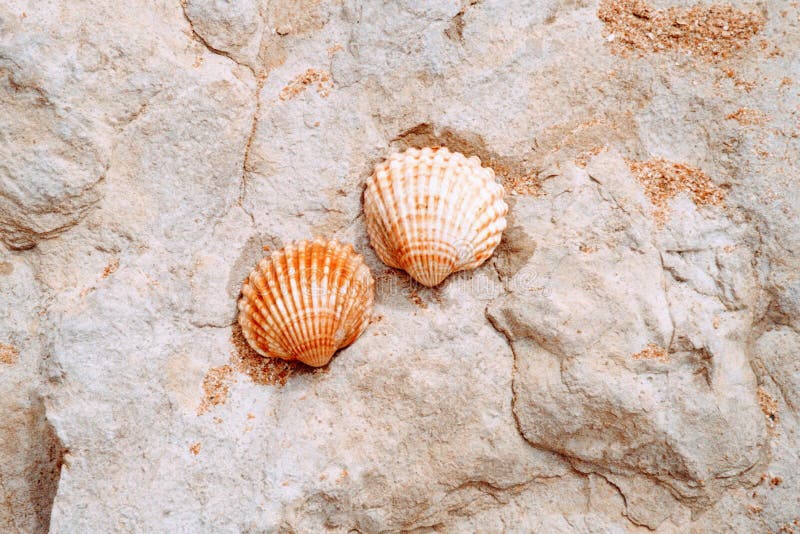 Shell, Sea, Shellfish, Seafood, Coast Stock Photo - Image of shellfish ...