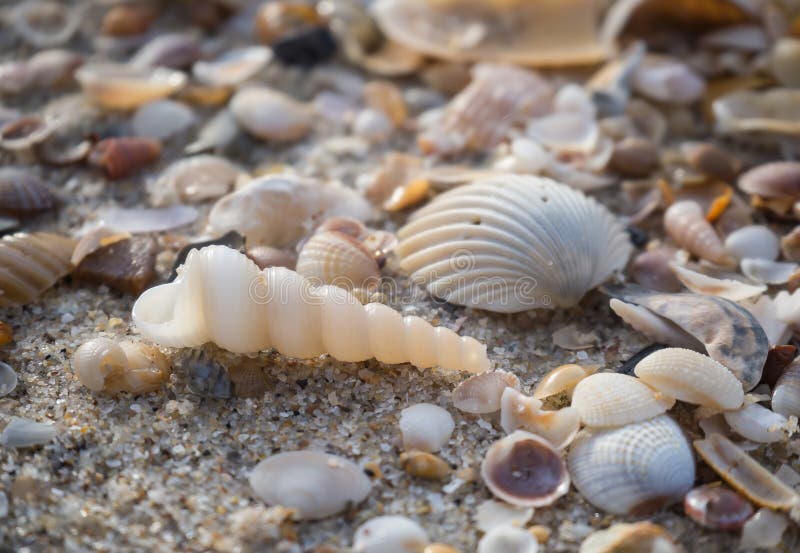 Shell stock image. Image of sand, seashells, beach, water - 55831215