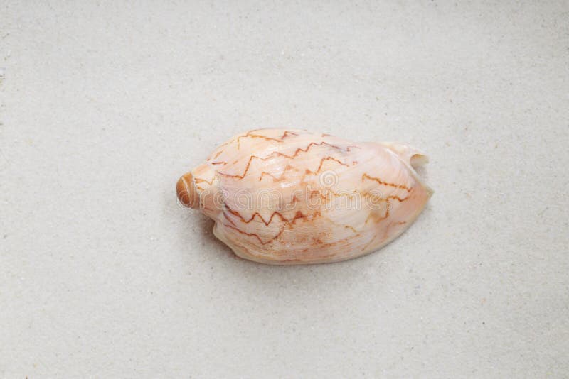 Shell stock photo. Image of conch, shellfish, concept - 123516060