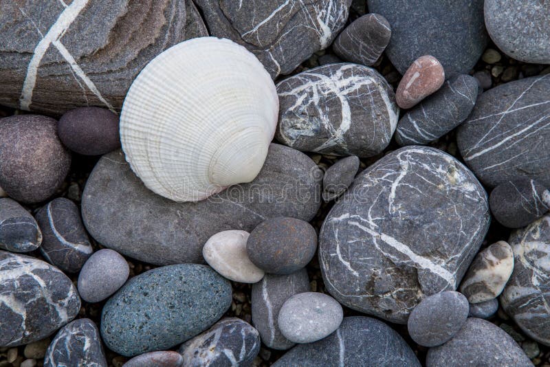 Shell on the Sea Shingle Shore, Closeup Stock Photo - Image of clear ...