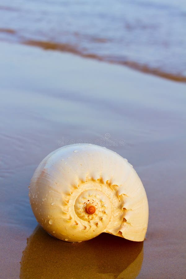 Shell on sea shore stock image. Image of idyllic, life - 26326741
