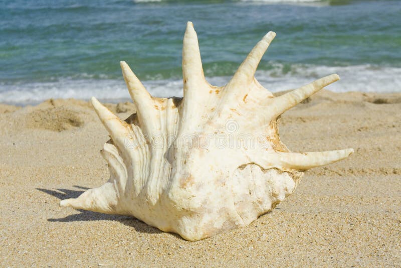 Shell on sea shore stock photo. Image of fauna, coast - 56505254