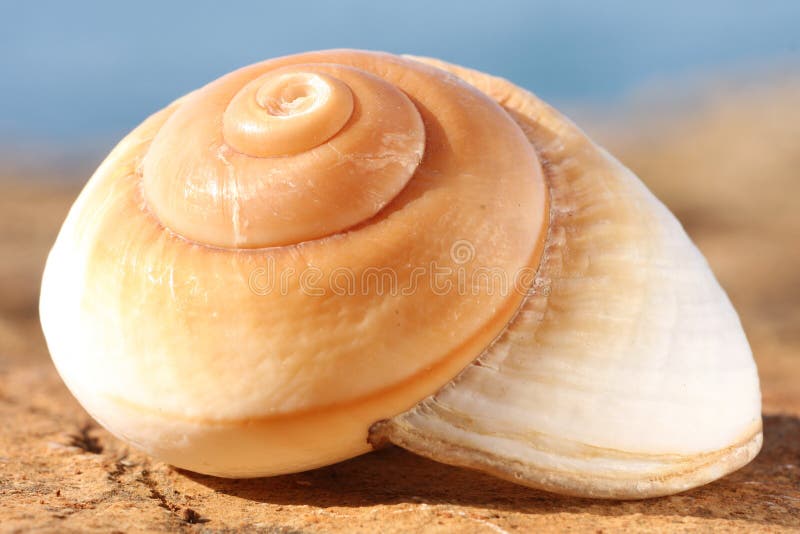 Shell of a sea snail stock photo. Image of relax, composition - 10610446