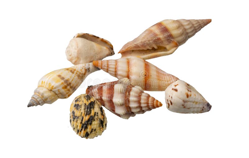 The Shell of the Sea Snail Against the Background of Sand and Blue Sea ...
