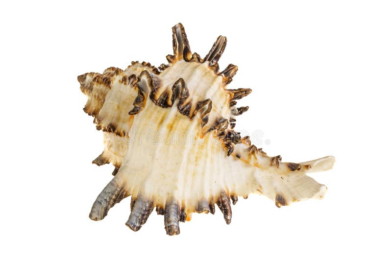 The Shell of the Sea Snail Against the Background of Sand and Blue Sea ...