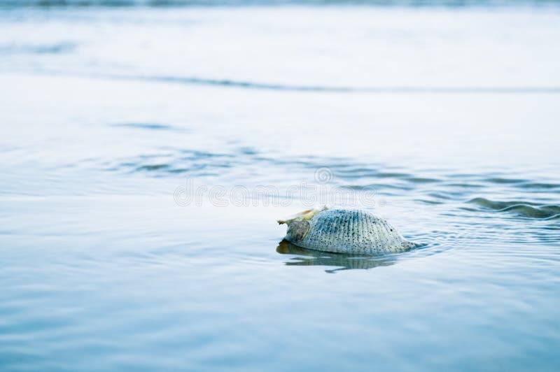 Shell in sea water stock image. Image of pool, sunlight - 57656537