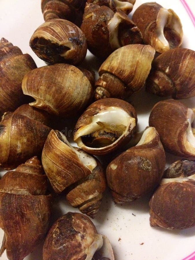 Shell seafood stock photo. Image of spicy, food, thaifood - 43398670