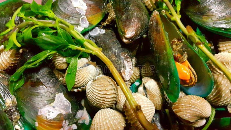 Shell Seafood stock photo. Image of food, herb, shell - 49089546