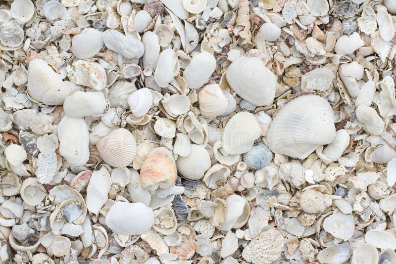 Shell seamless background. stock photo. Image of mollusk - 9605784