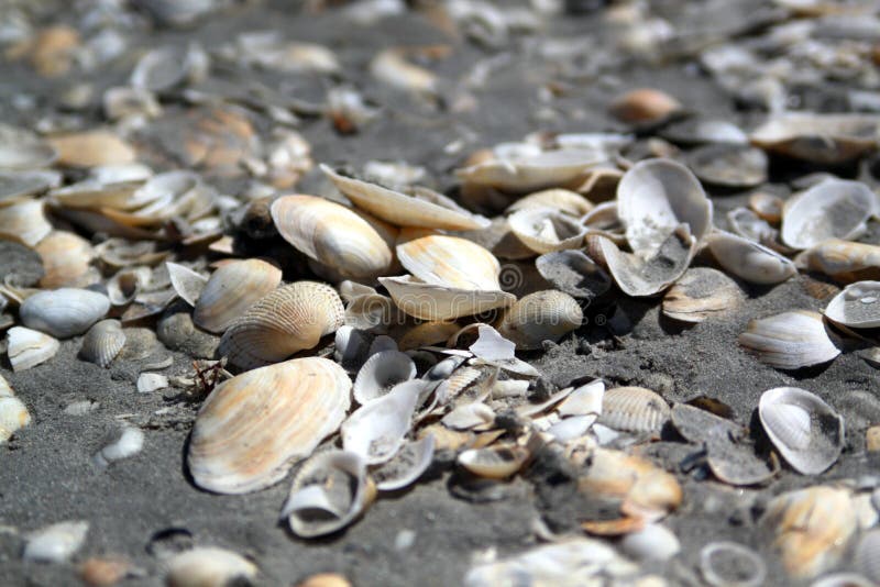 Shell seamless background. stock photo. Image of mollusk - 9605784