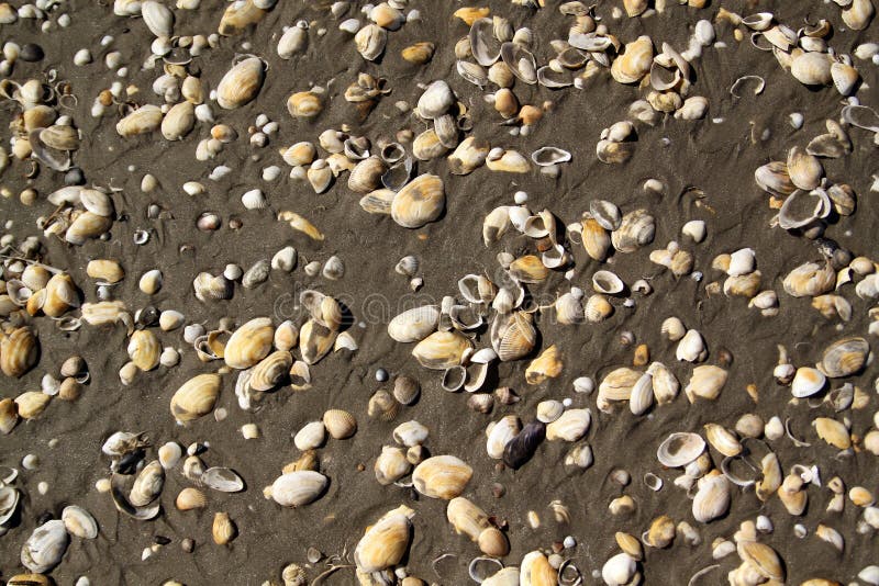 Shell seamless background. stock photo. Image of mollusk - 9605784