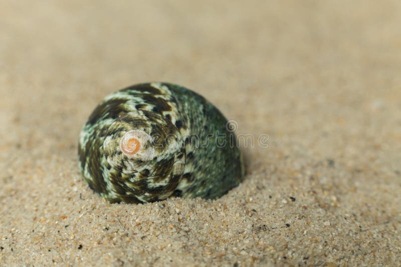 Shell stock photo. Image of nature, delail, sands, vacations - 48768124