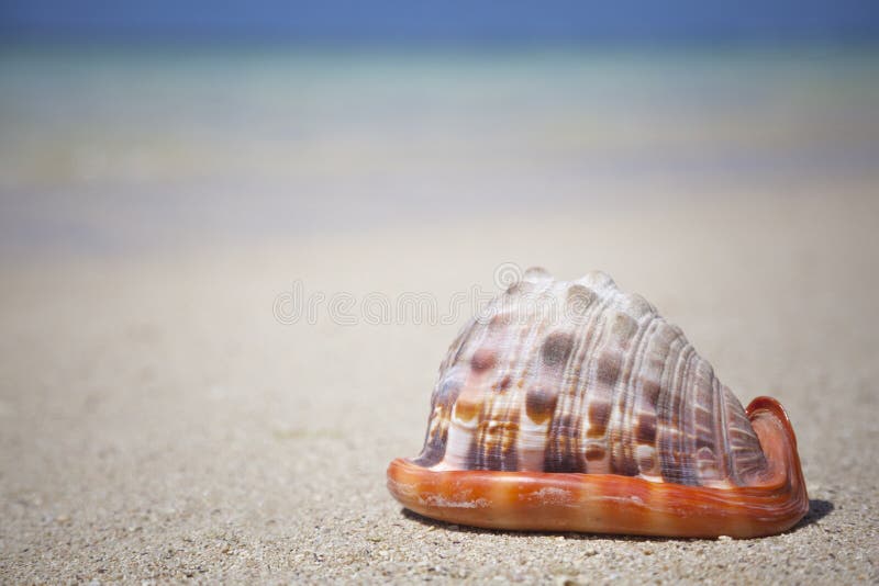 Shell stock photo. Image of beached, discovery, landscape - 29570760