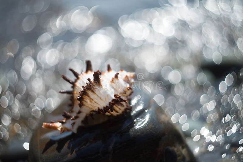 Shell, Seashell on Pebble. Defocused, Blurry Beach. Outdoor Stock Image ...